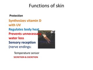 histology of skin ppt | PDF