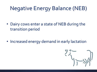Hyperketonemia Treatment at the Individual Cow and Herd Level | PPT