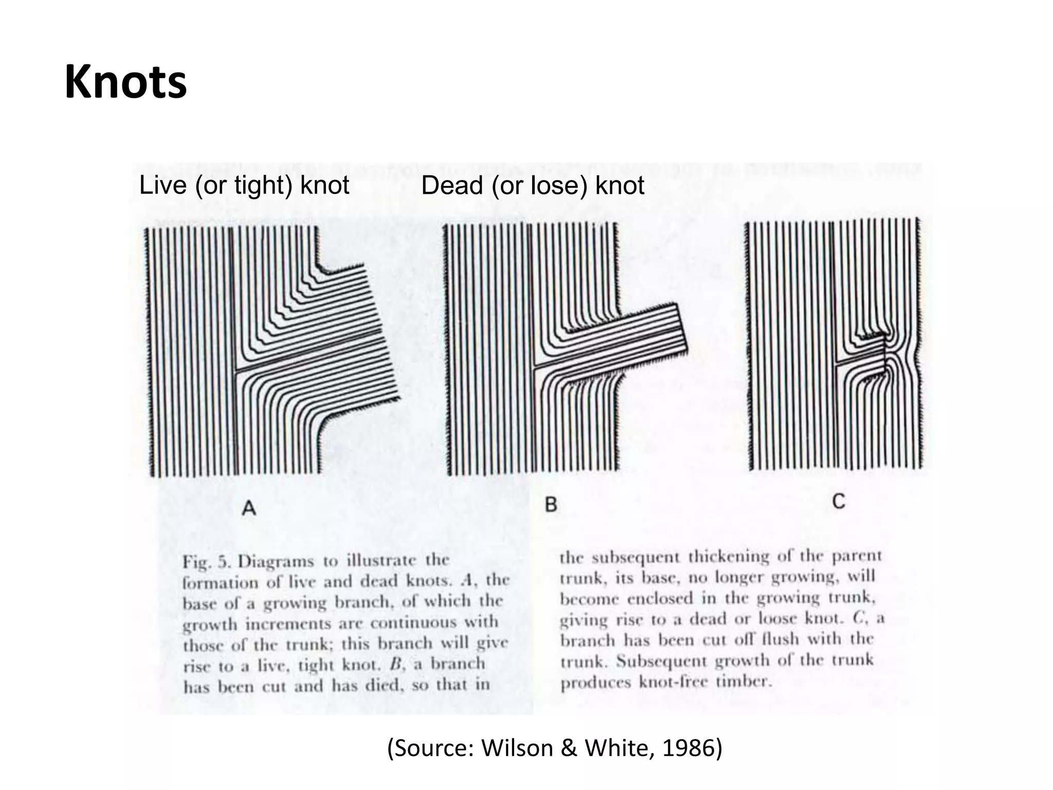 Wood anatomy and structure , wood and its products | PDF