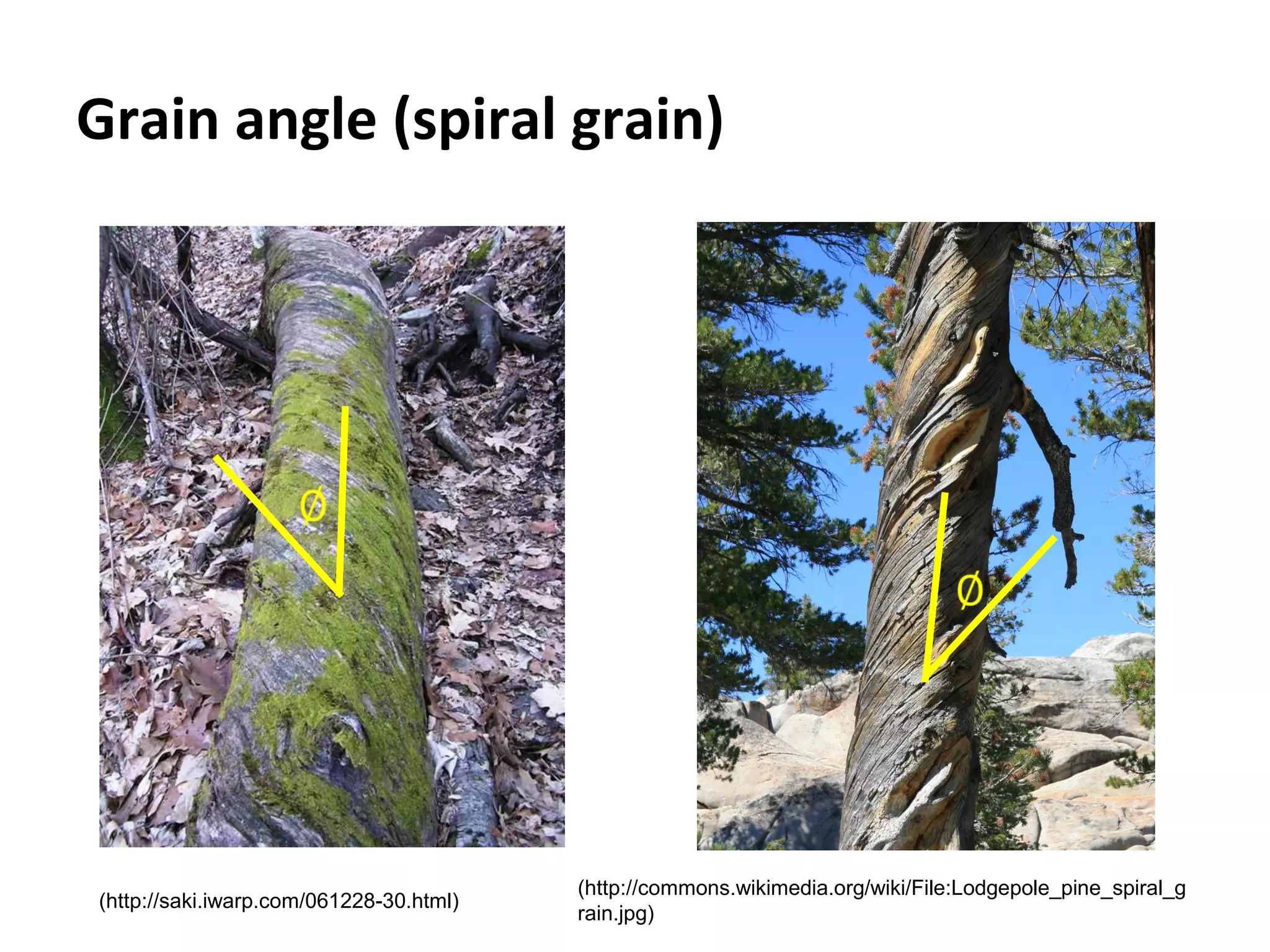 Wood anatomy and structure , wood and its products | PDF