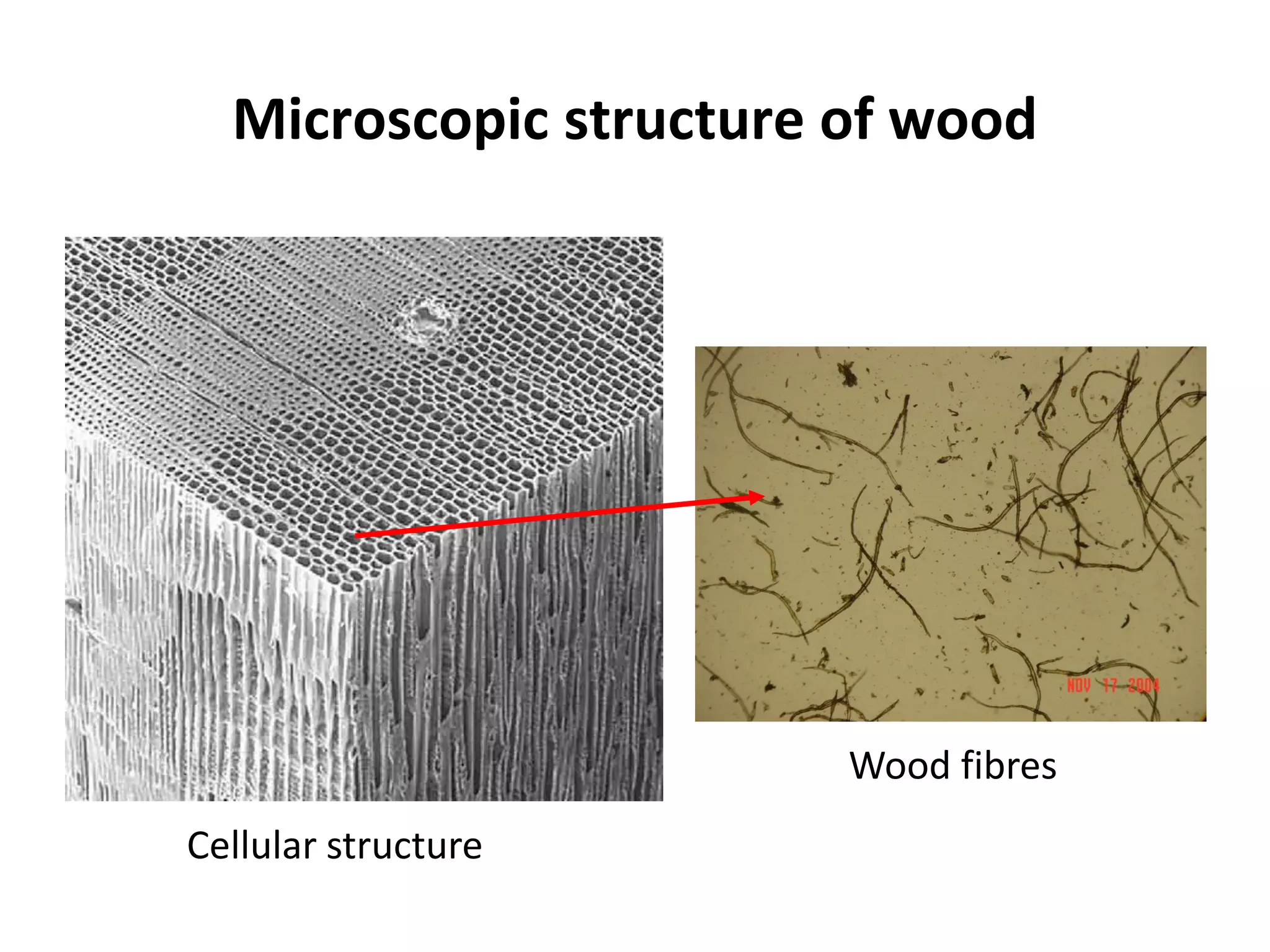 Wood anatomy and structure , wood and its products | PDF