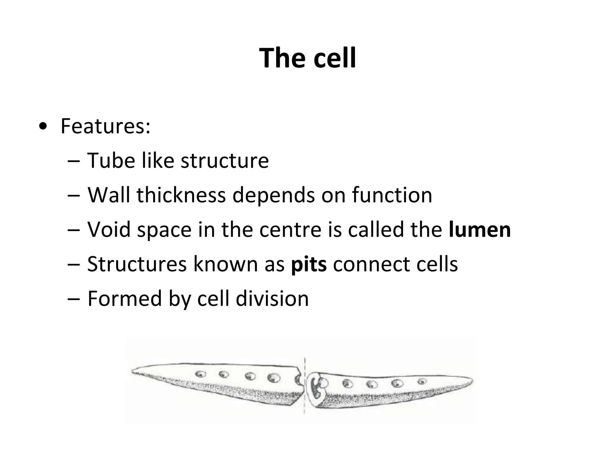 Wood anatomy and structure , wood and its products | PDF