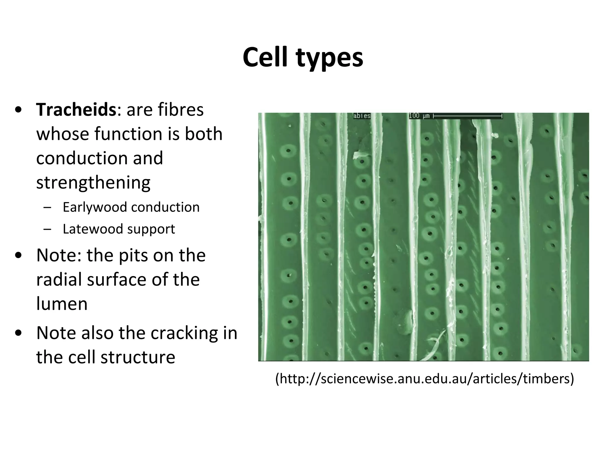 Wood anatomy and structure , wood and its products | PDF