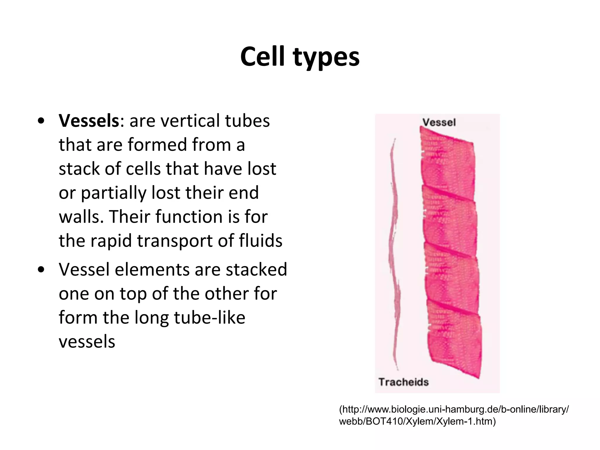 Wood anatomy and structure , wood and its products | PDF
