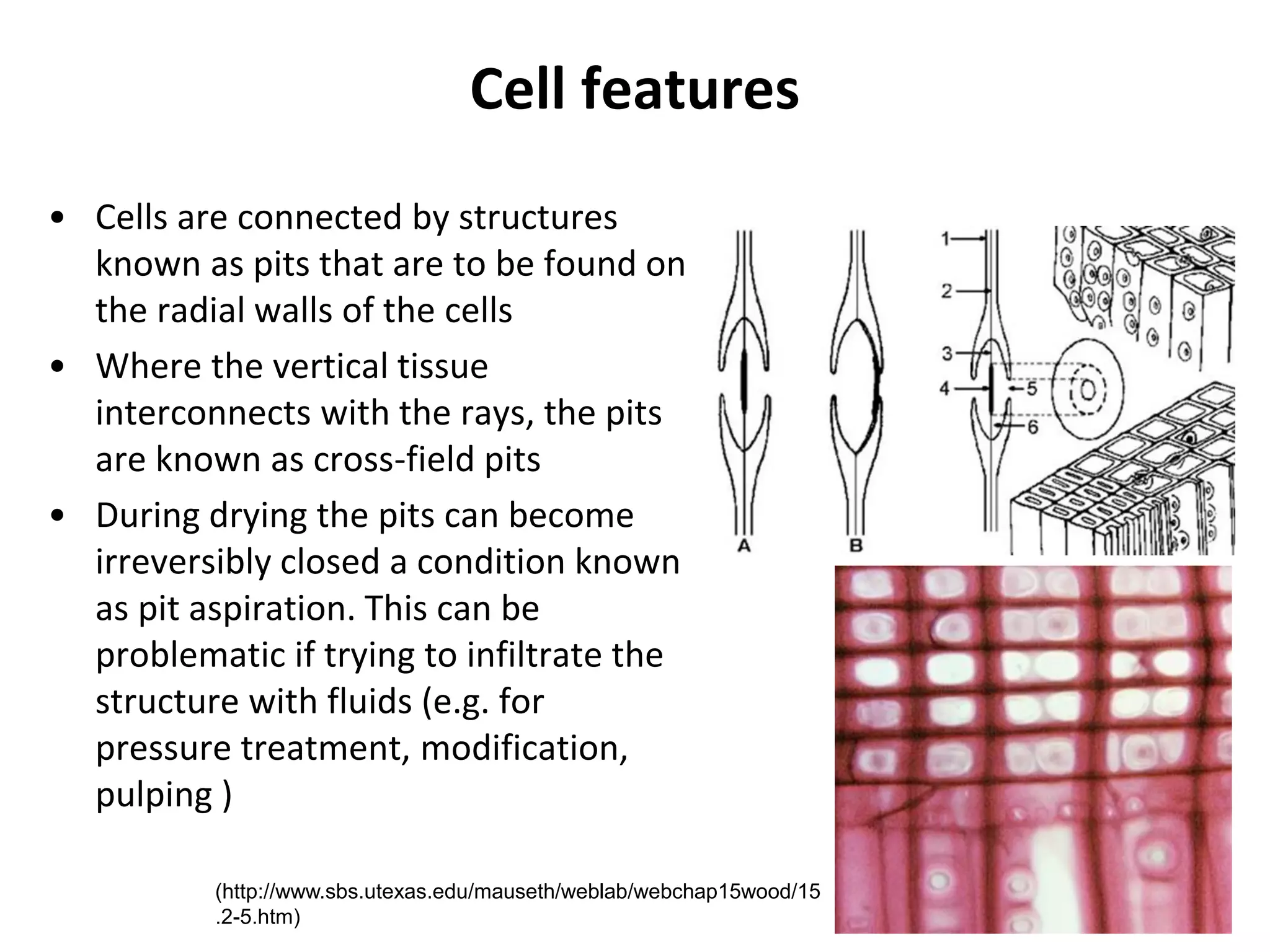Wood anatomy and structure , wood and its products | PDF