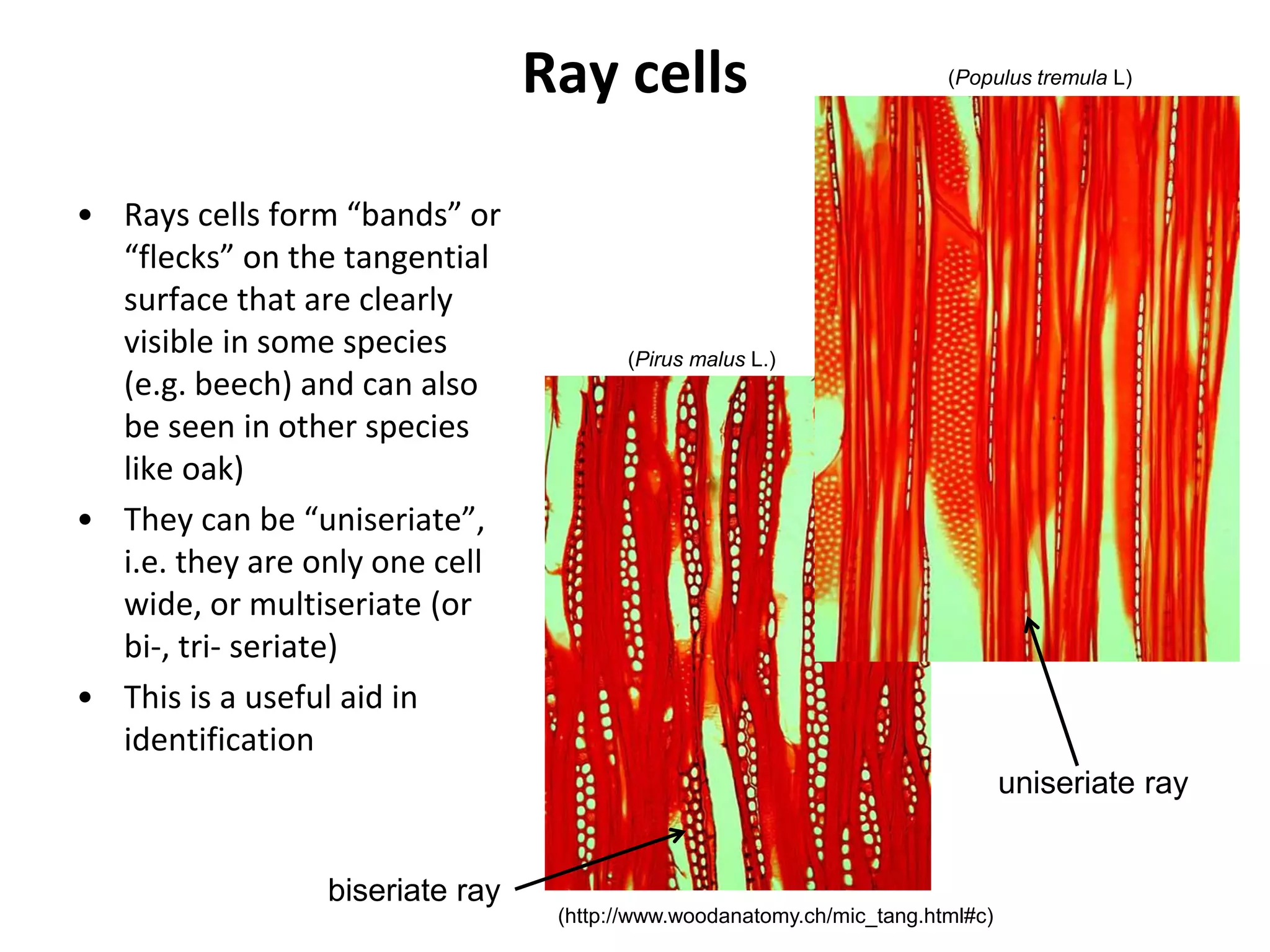 Wood anatomy and structure , wood and its products | PDF