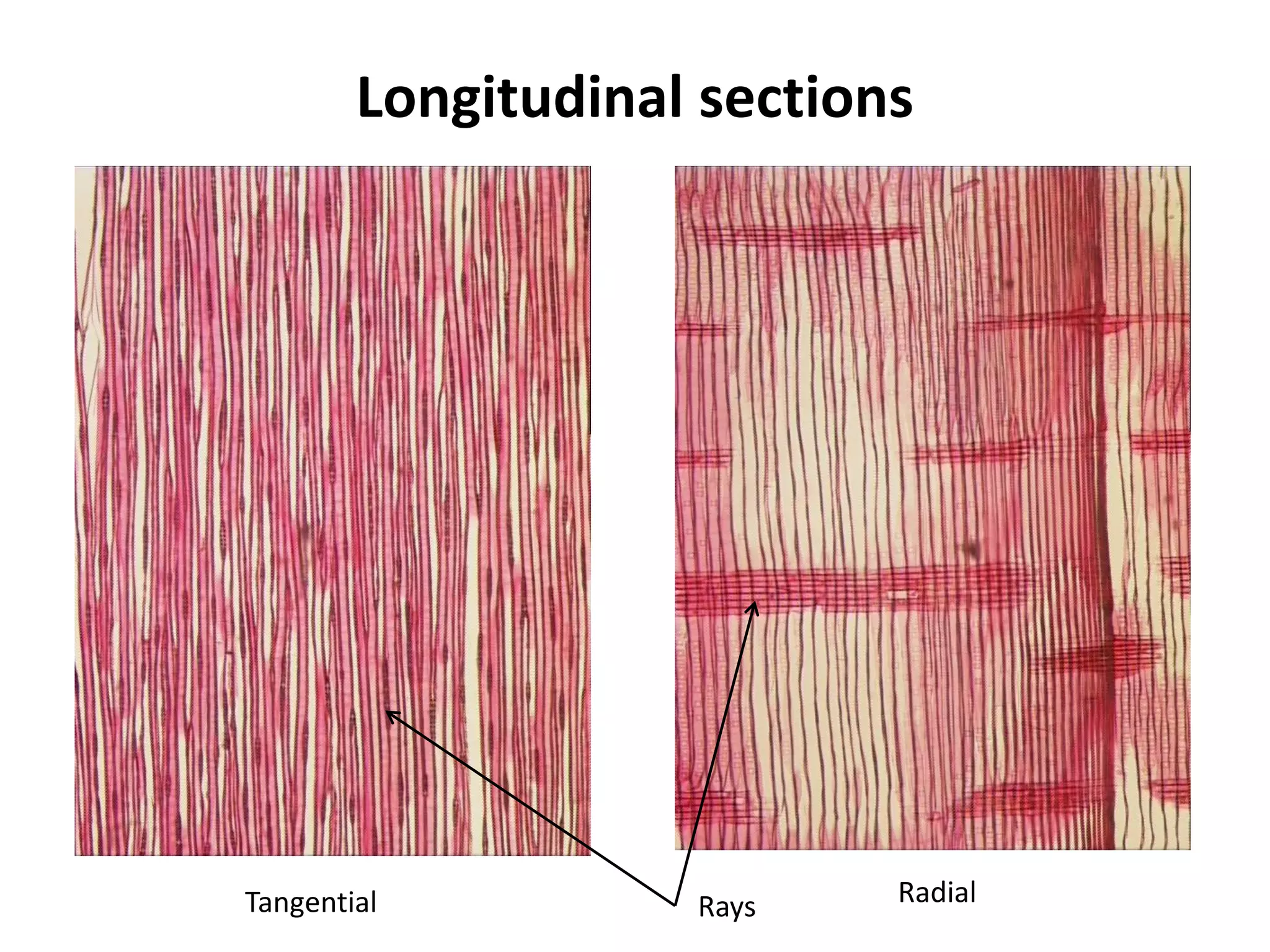 Wood anatomy and structure , wood and its products | PDF
