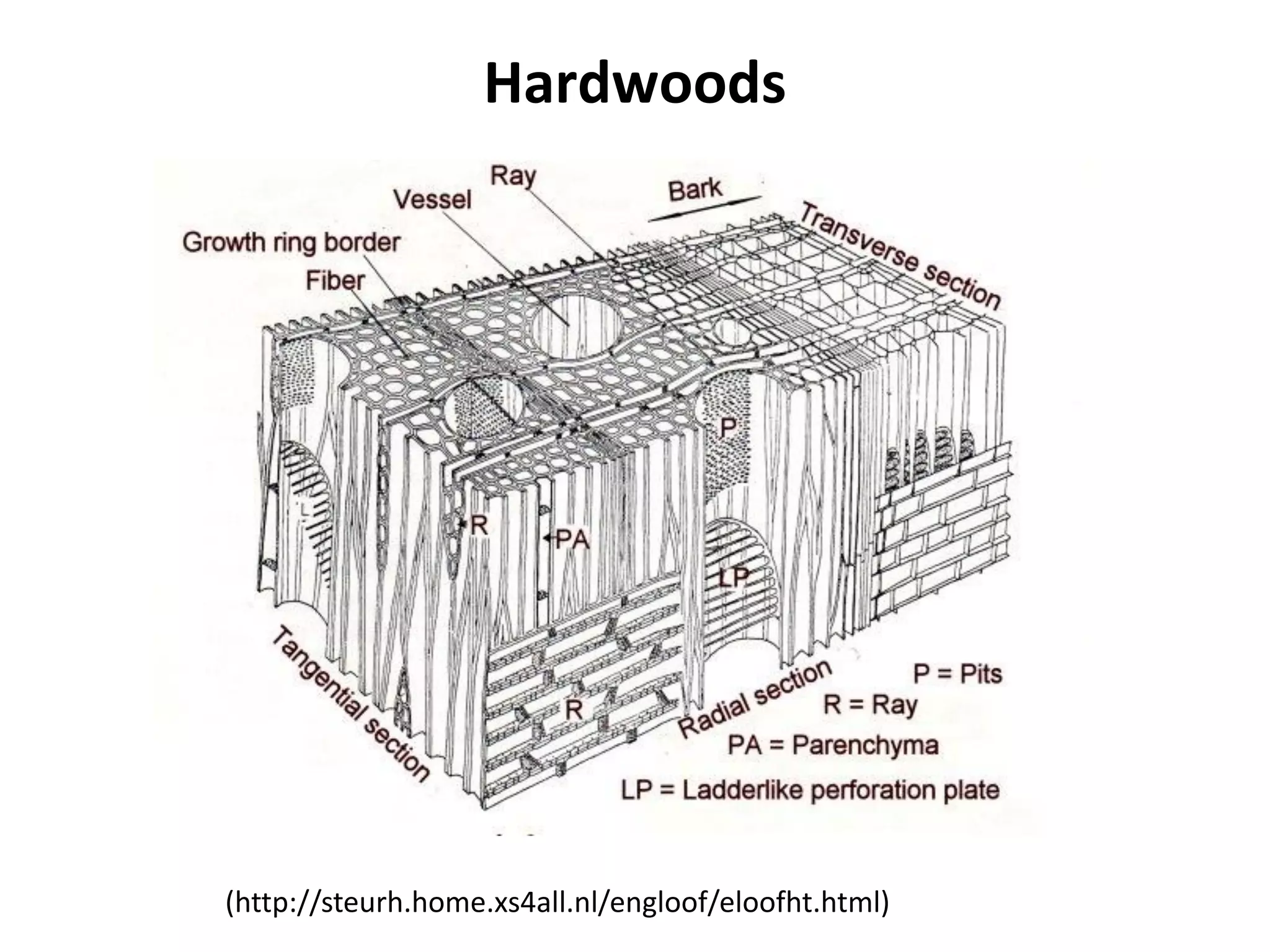 Wood anatomy and structure , wood and its products | PDF
