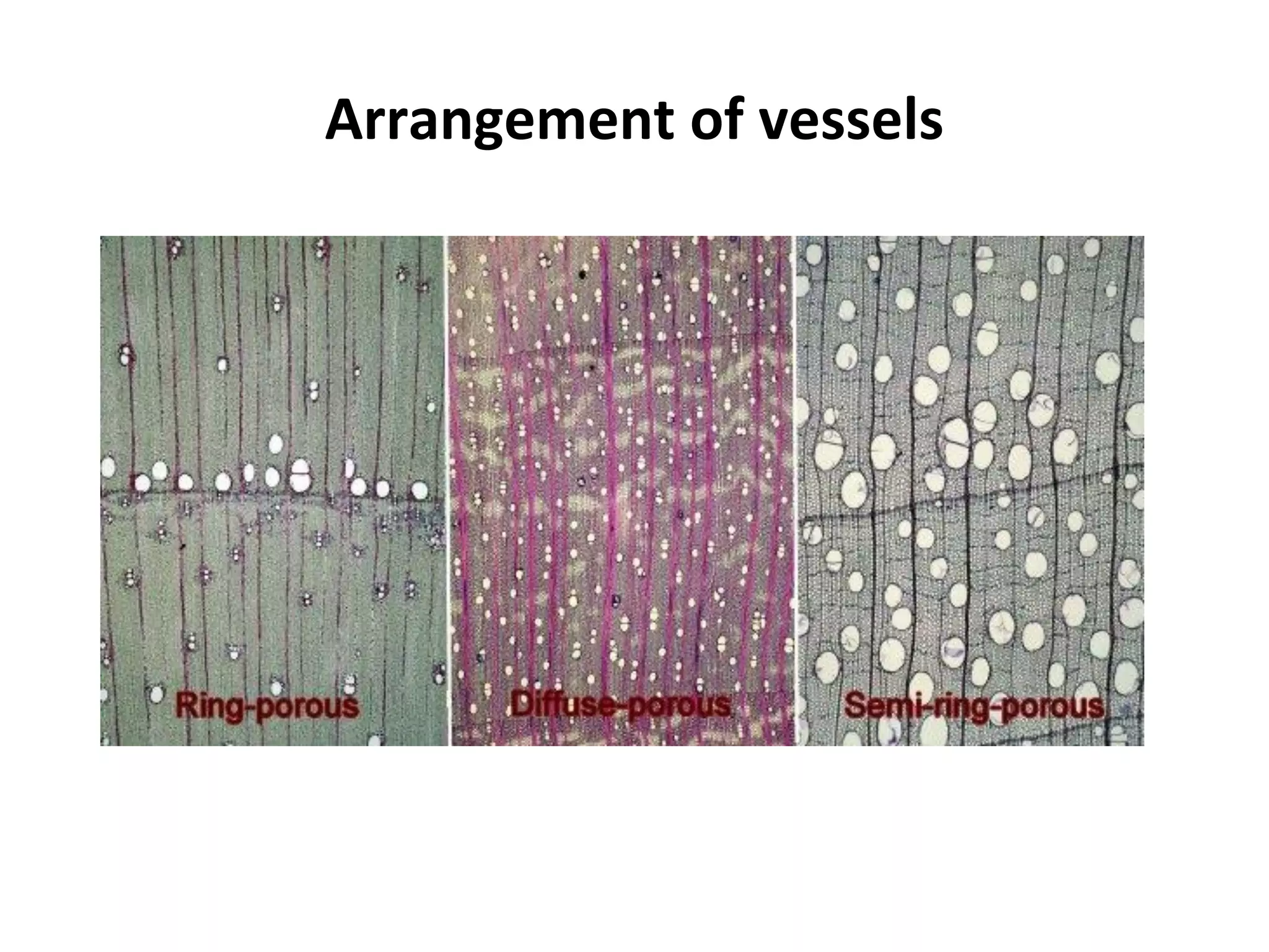 Wood anatomy and structure , wood and its products | PDF