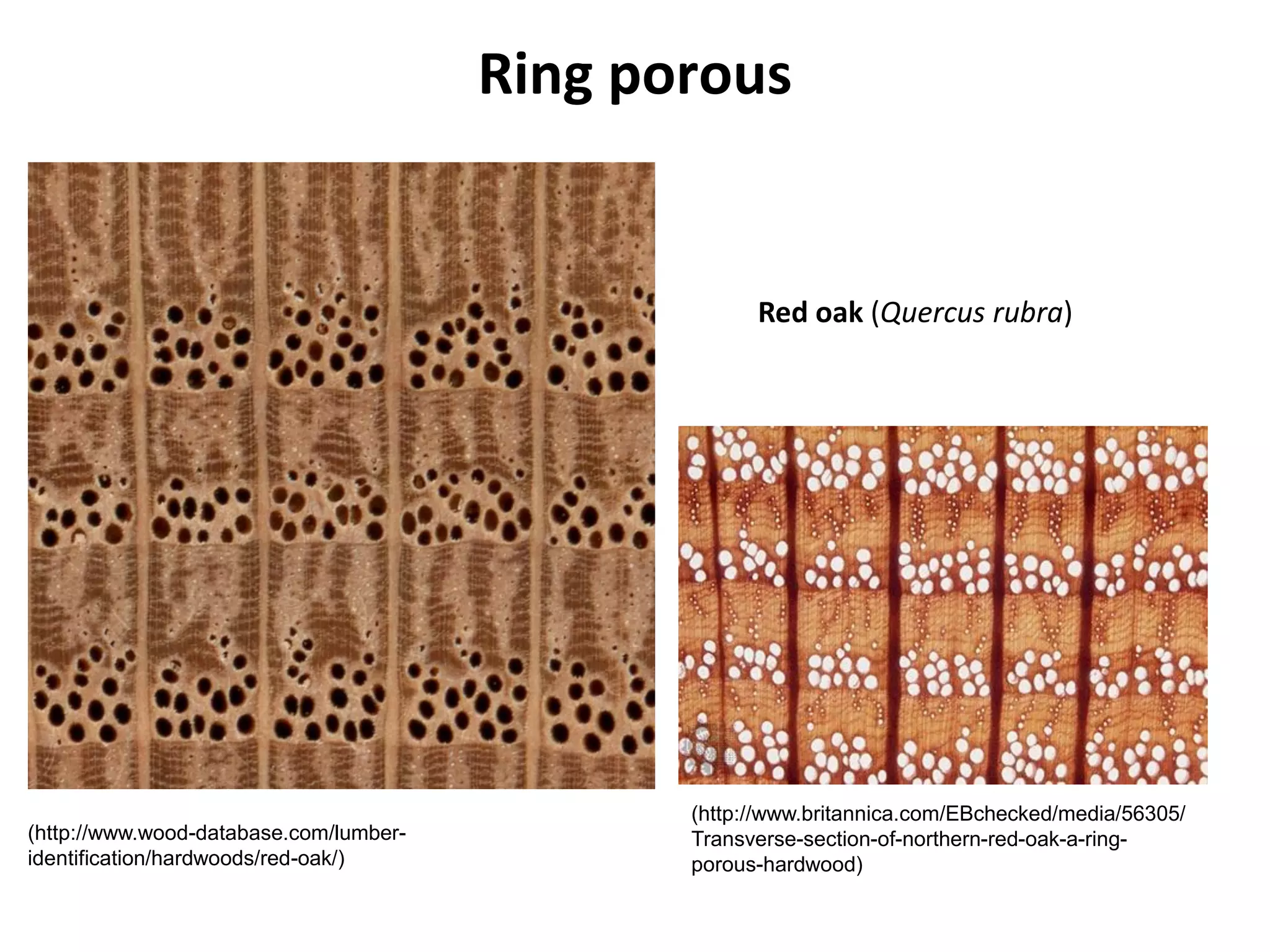 Wood anatomy and structure , wood and its products | PDF