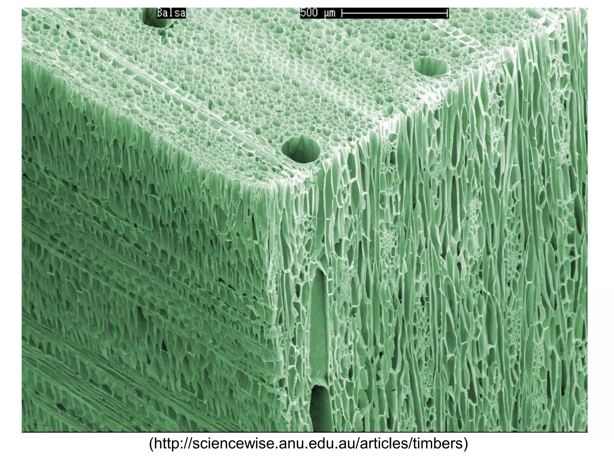Wood anatomy and structure , wood and its products | PDF