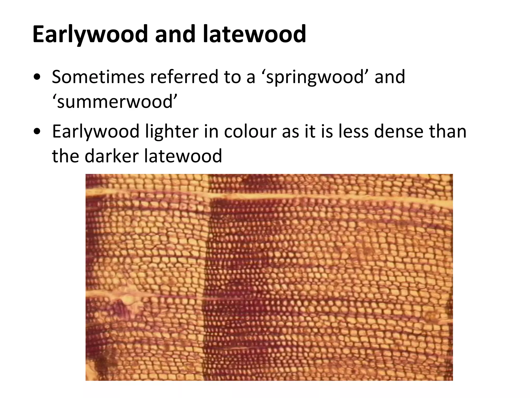 Wood anatomy and structure , wood and its products | PDF