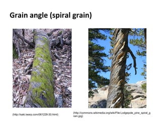 Wood anatomy and structure , wood and its products | PDF