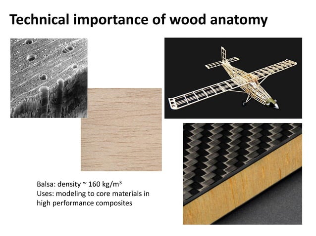 Wood anatomy and structure , wood and its products | PDF | Woodworking ...