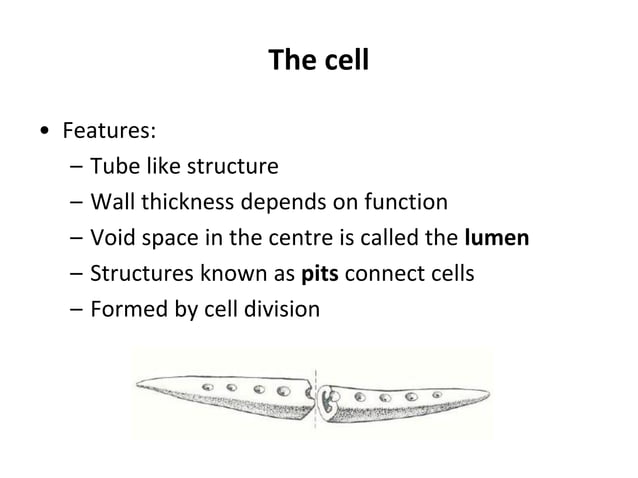 Wood anatomy and structure , wood and its products | PDF | Woodworking ...