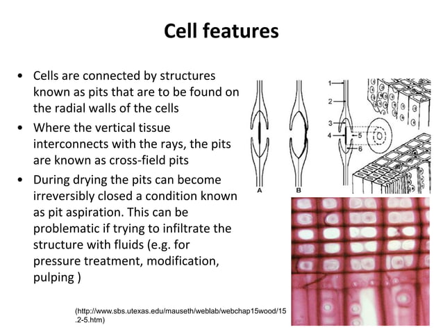 Wood anatomy and structure , wood and its products | PDF | Woodworking ...