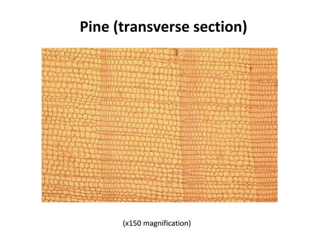 Wood anatomy and structure , wood and its products | PDF | Woodworking ...