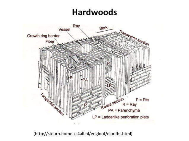 Wood anatomy and structure , wood and its products | PDF | Woodworking ...