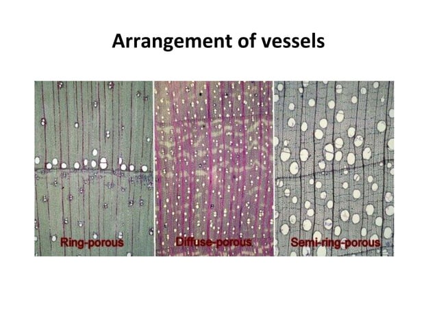 Wood anatomy and structure , wood and its products | PDF | Woodworking ...