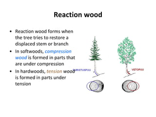 Wood anatomy and structure , wood and its products | PDF