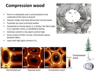 Wood anatomy and structure , wood and its products | PDF
