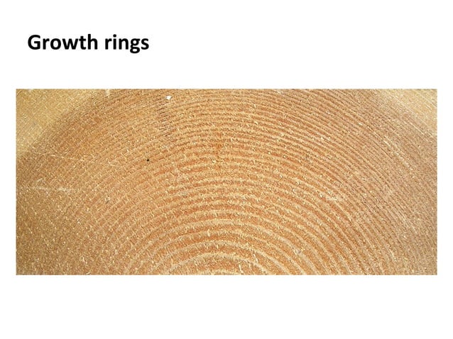 Wood anatomy and structure , wood and its products | PDF | Woodworking ...