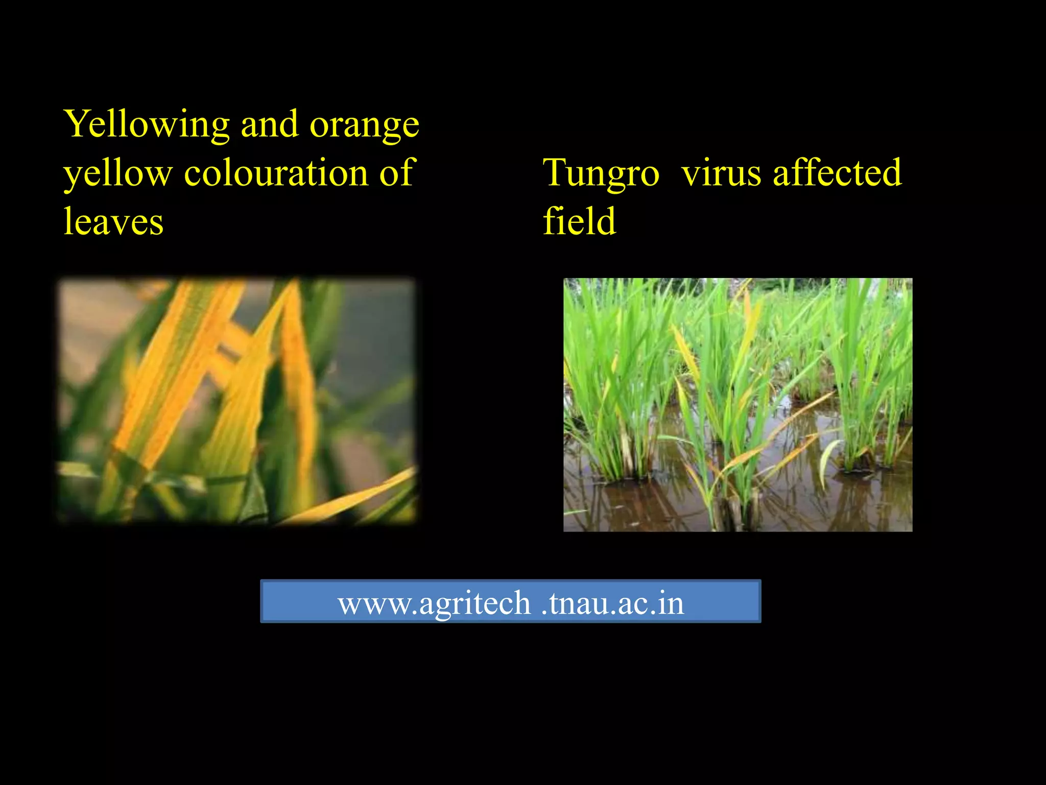 RICE TUNGRO VIRUS | PPTX