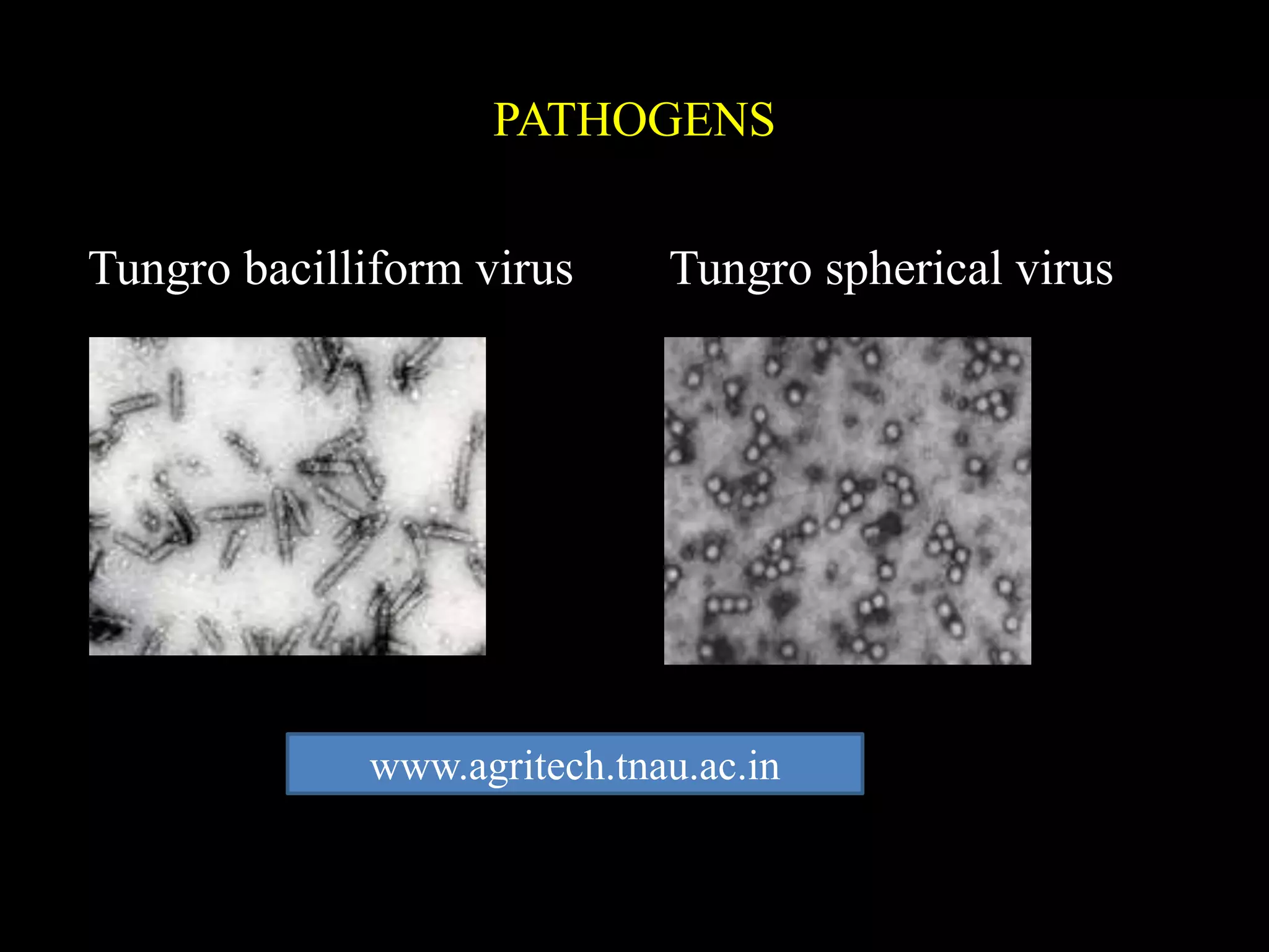 RICE TUNGRO VIRUS | PPTX