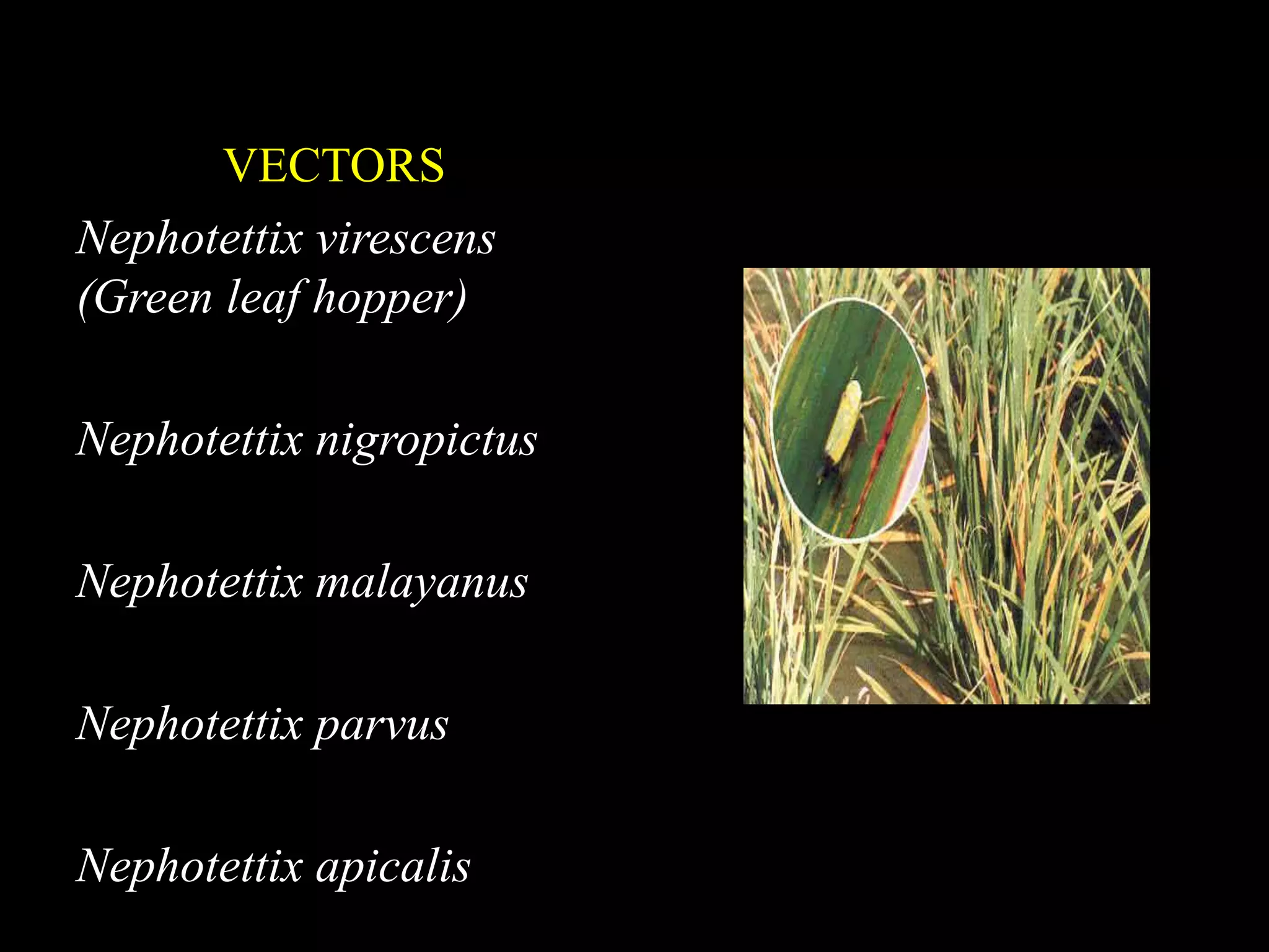 RICE TUNGRO VIRUS | PPTX