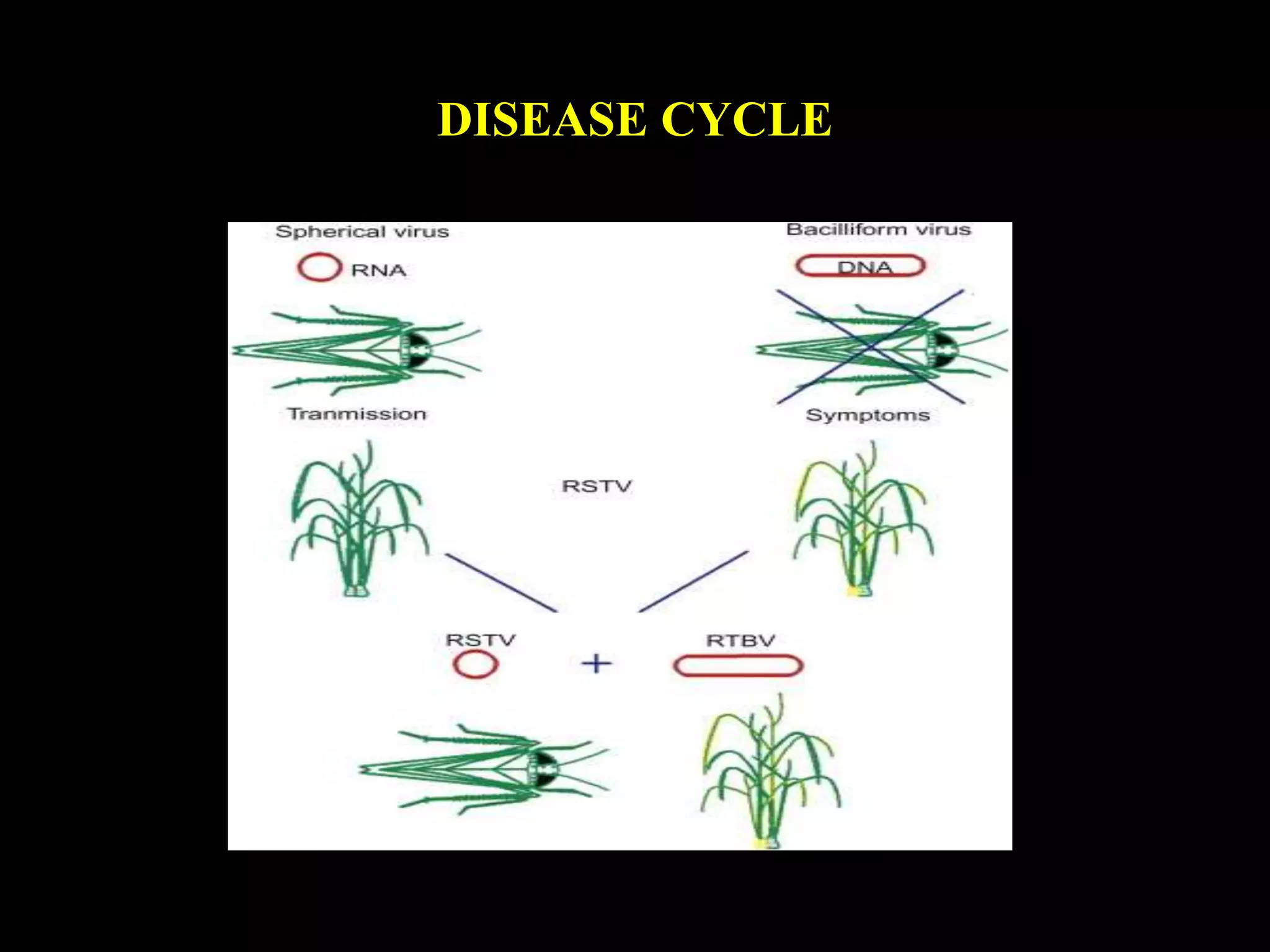 RICE TUNGRO VIRUS | PPTX
