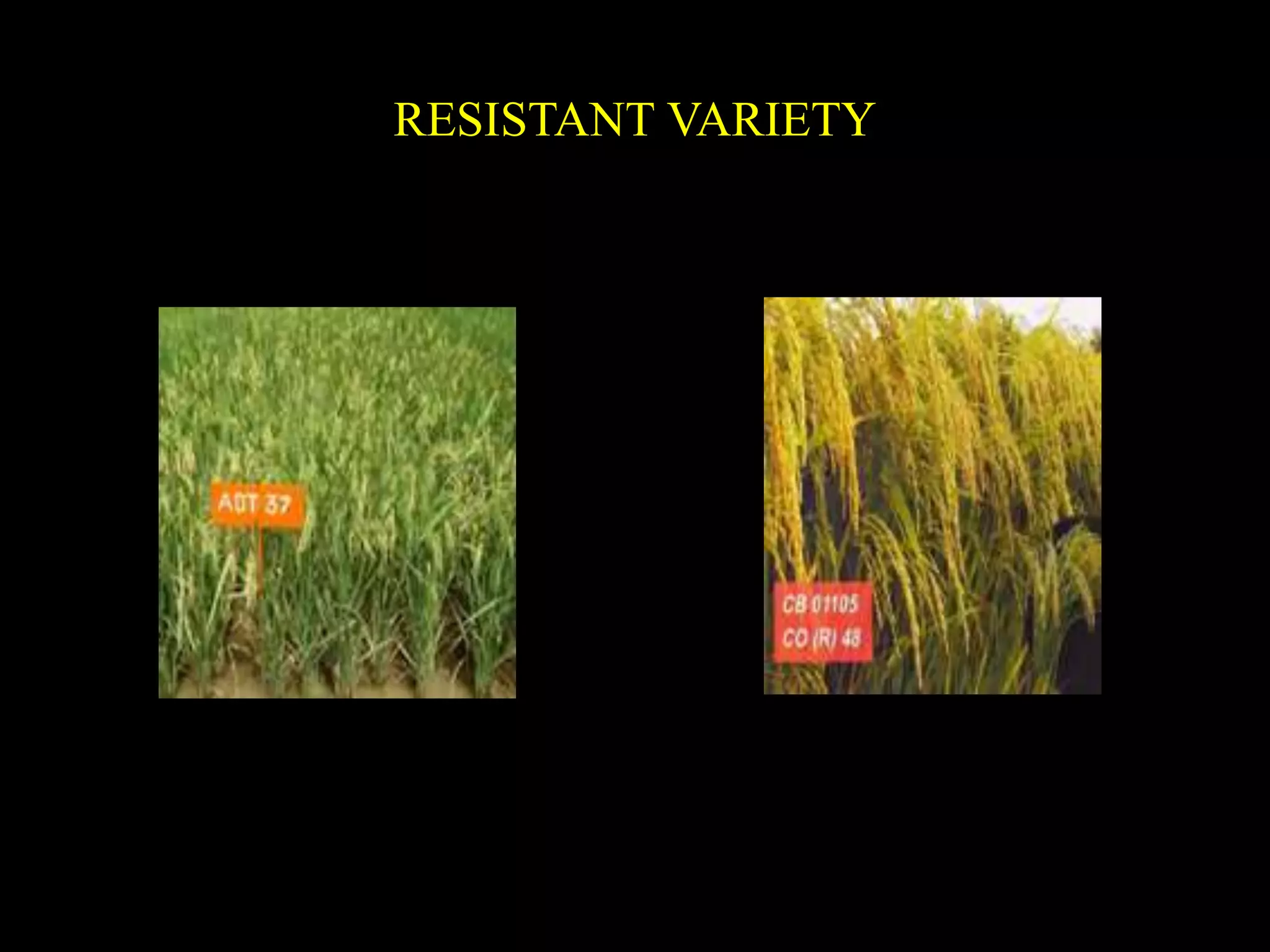 RICE TUNGRO VIRUS | PPTX