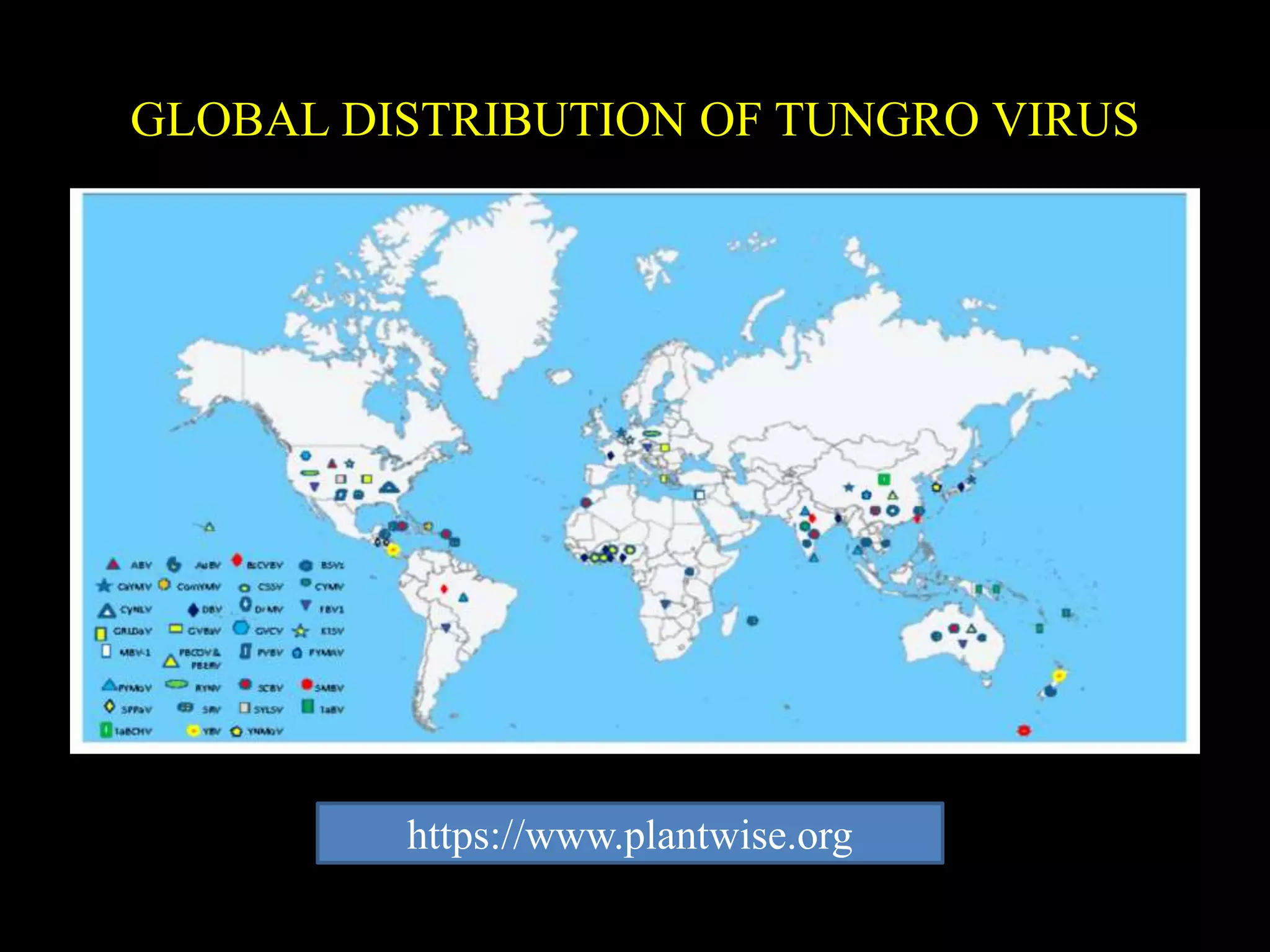 RICE TUNGRO VIRUS | PPTX