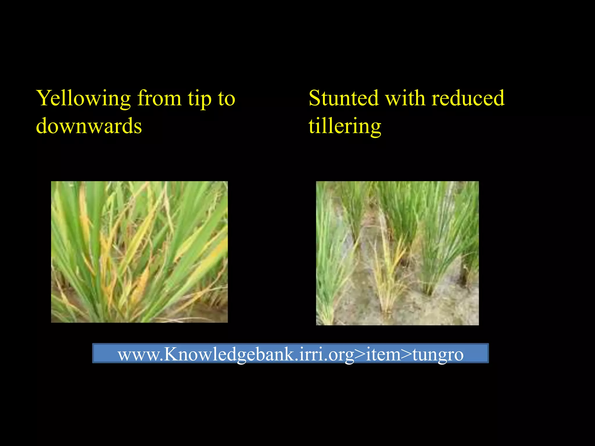 RICE TUNGRO VIRUS | PPTX