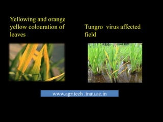 RICE TUNGRO VIRUS | PPTX