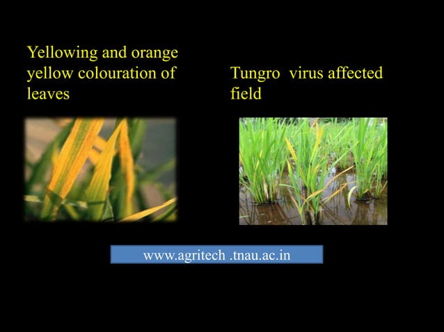 RICE TUNGRO VIRUS | PPTX