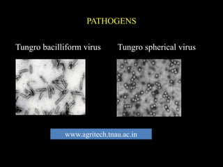 RICE TUNGRO VIRUS | PPTX