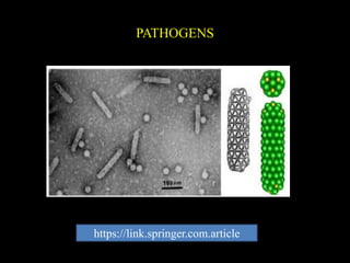 RICE TUNGRO VIRUS | PPTX