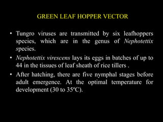 RICE TUNGRO VIRUS | PPTX