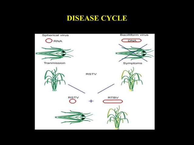 RICE TUNGRO VIRUS | PPTX