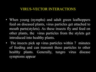 RICE TUNGRO VIRUS | PPTX