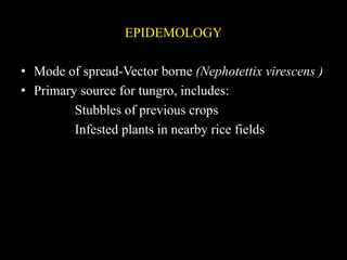 RICE TUNGRO VIRUS | PPTX