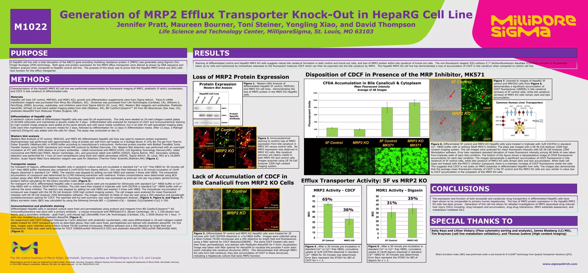 Generation of MRP2 Efflux Transporter Knock-Out in HepaRG Cell Line | PDF