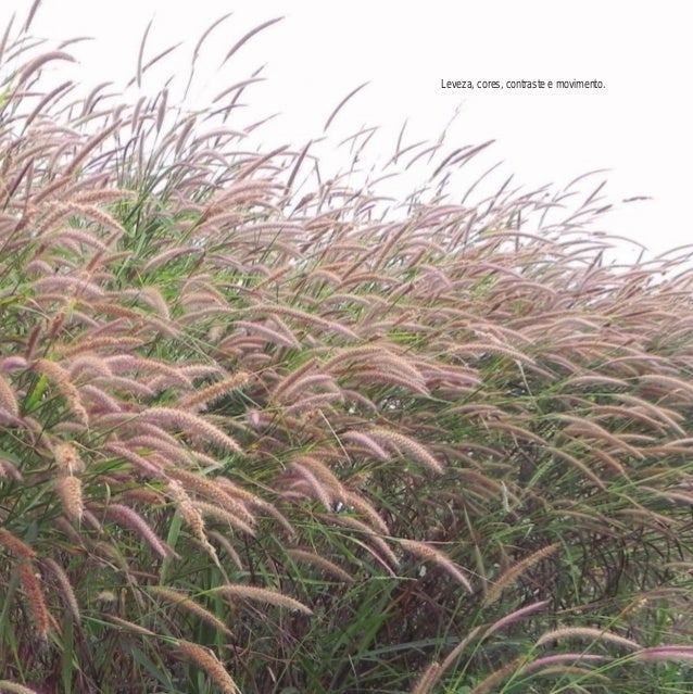 gramineas ornamentais nativas