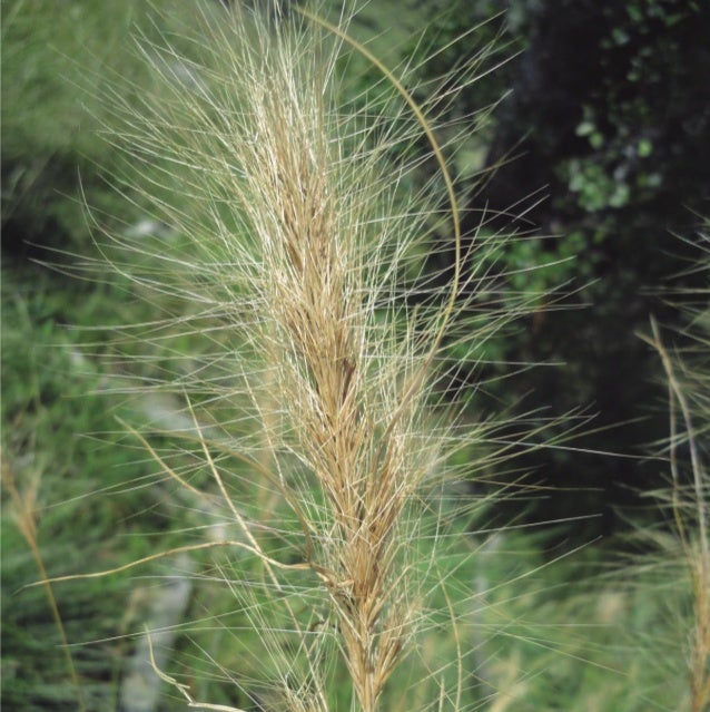 gramineas ornamentais nativas