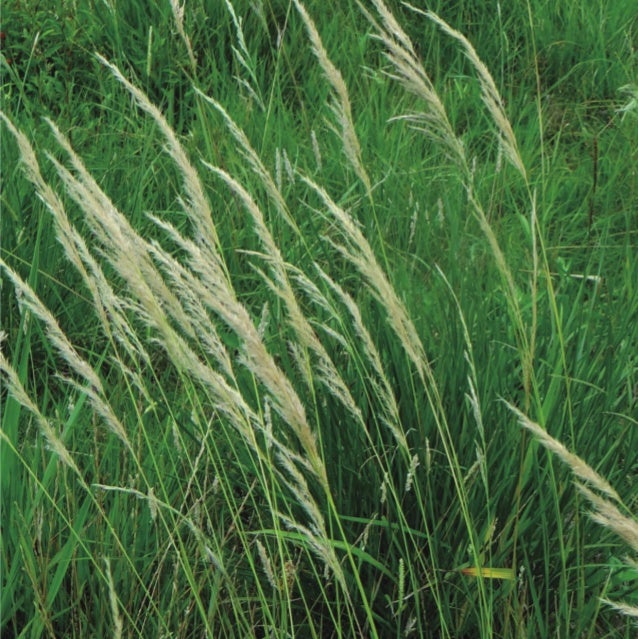 gramineas ornamentais nativas