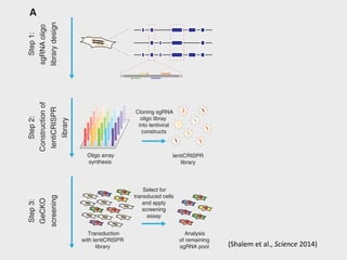 Genome Editing CRISPR-Cas9 | PDF