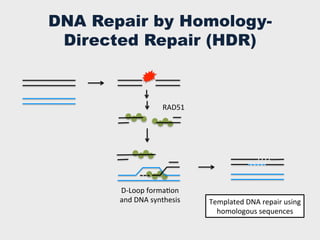 Genome Editing CRISPR-Cas9 | PDF