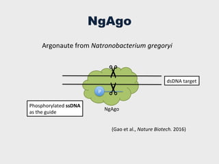 Genome Editing CRISPR-Cas9 | PDF