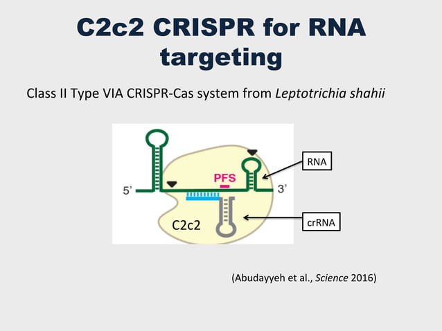 Genome Editing CRISPR-Cas9 | PDF | Programming Languages | Computing