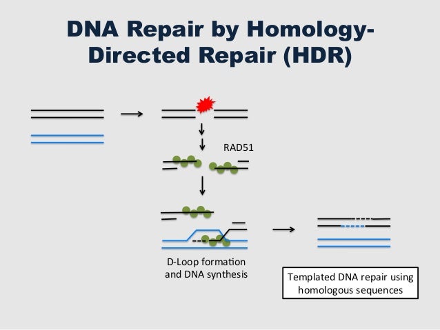Genome Editing CRISPR-Cas9